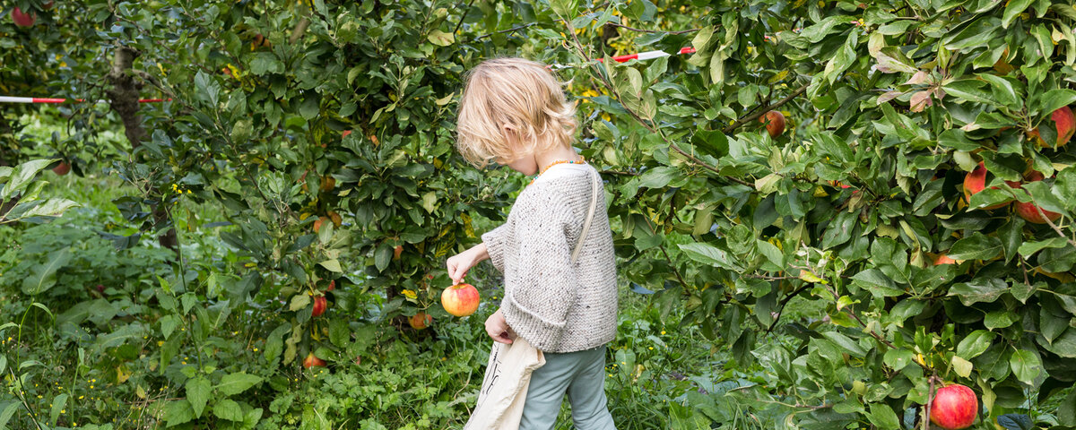 Appels en peren plukken @ Landgoed De Olmenhorst | Stayokay